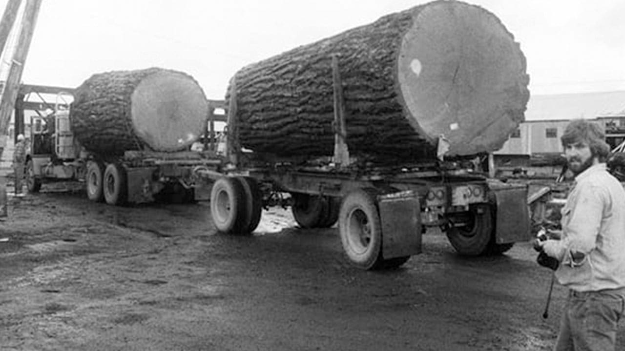 Celebrating 80 Years of Excellence: Zip-O-Log Mills Marks Milestone in ...